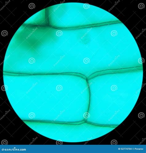 Rhode Flagellate Protozoa Under A Microscope Allium Scale Euglena W M