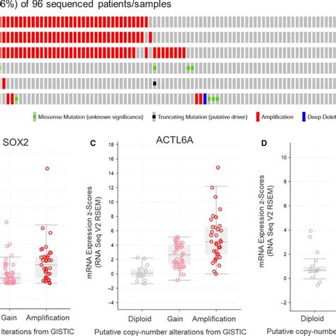 Sox2 Controls Endogenous Yap1 Localization In Escc Cells A Western