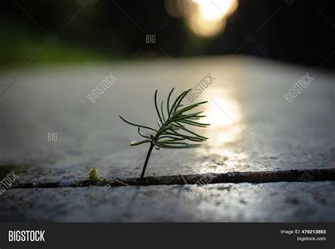 Tiny Pine Tree Twig Image And Photo Free Trial Bigstock