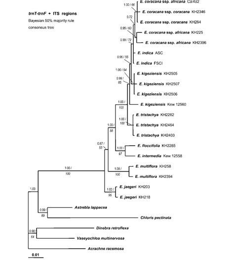 Bayesian 50 Majority Rule Consensus Tree With Associated Branch Download Scientific Diagram