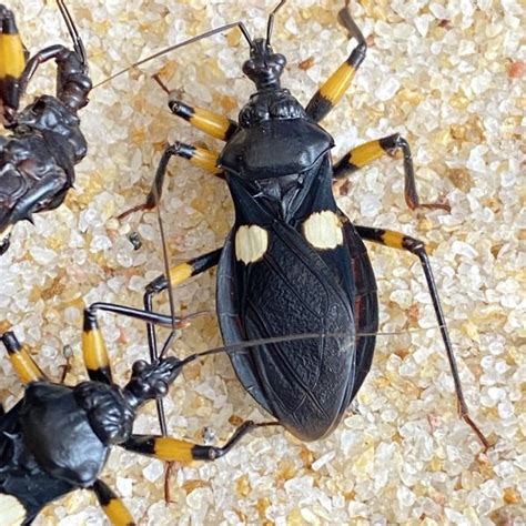 White Spotted Assassin Bug Platymeris Biguttata For Sale My Home Nature