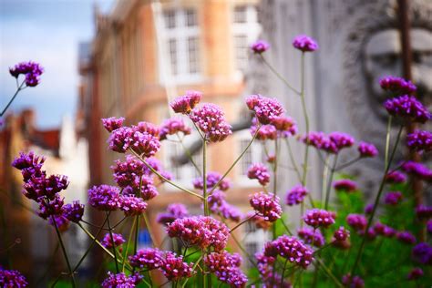 Alyssum Pink Flowers Street - Free photo on Pixabay - Pixabay
