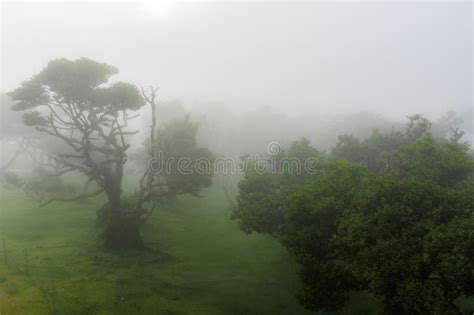 Gnarled Laurel Trees In Fog At Fanal Forest Madeira Portugal Stock