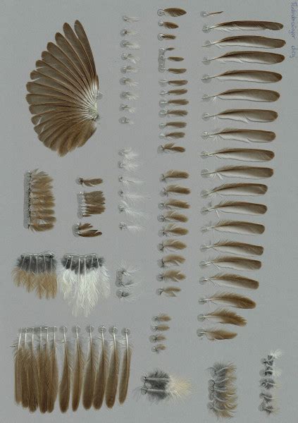 Songbirds And Kin Passeriformes