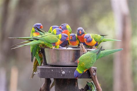 Rainbow Lorikeets Around A Water Bowl Rparrots