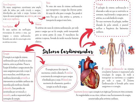 Mapa Mental Sistema Cardiovascular Sistema Cardiovascular Curso
