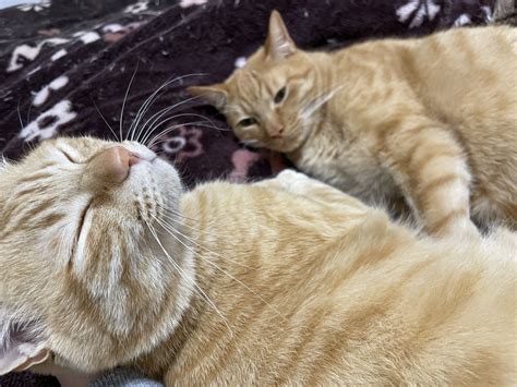 凛瞳 シンステう 55 56 on Twitter 猫の幸せ顔選手権