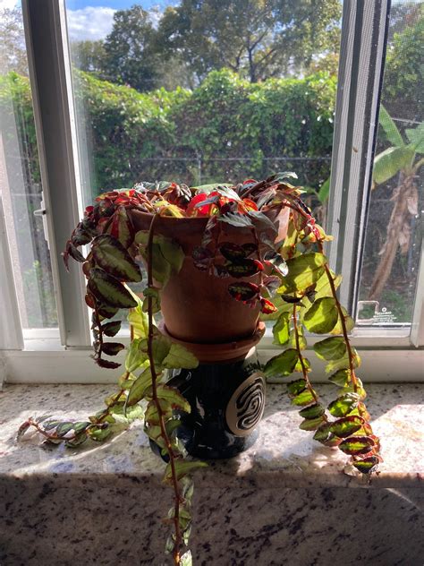 Pellionia Repens Trailing Watermelon Vine Cutting Rainbow Vine Watermelon Vine Etsy