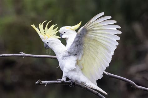 Sulphur Crested Cockatoo Stock Image Image Of Cockatoo 301720051