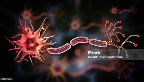 Anatomi Sel Neuron Latar Belakang Ilmiah Foto Stok Unduh Gambar