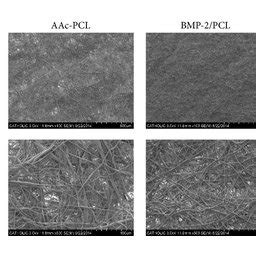 Scanning Electron Microscope SEM Of PCL AAc PCL BMP 2 PCL And Download Scientific Diagram