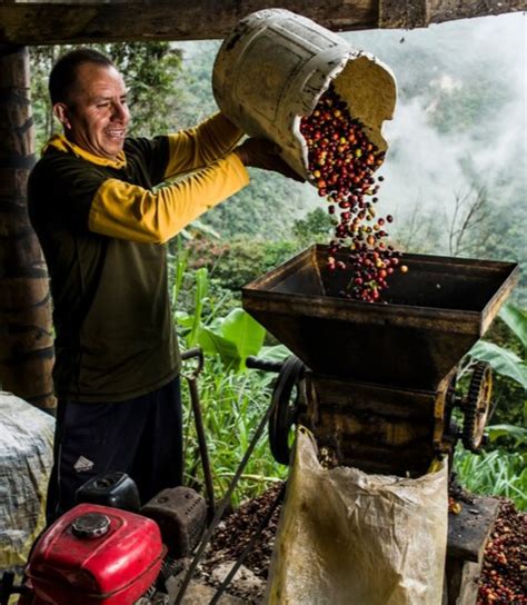 The Role Of Microbes In Coffee Fermentation And Their Impact On Coffee