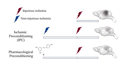 Long Term Window Of Ischemic Tolerance An Evolutionarily Conserved Form Of Metabolic Plasticity