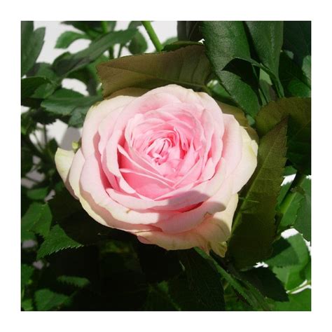 Rosal Mini Rosal De Interior Comprar Rosales Rosales Miniatura