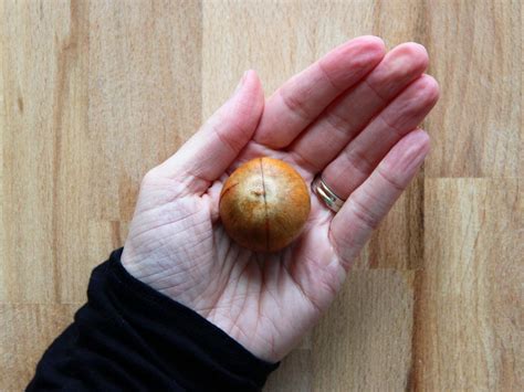 How To Plant An Avocado Seed And Grow A Tree From A Pit Hgtv