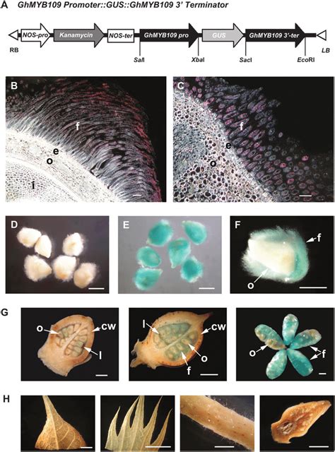 Histochemical Localization Of Gus Activity In The Transgenic Cotton Download Scientific