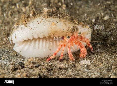 Tiny Red Hermit Crab With White Conch Shell Cenderawasih Bay West