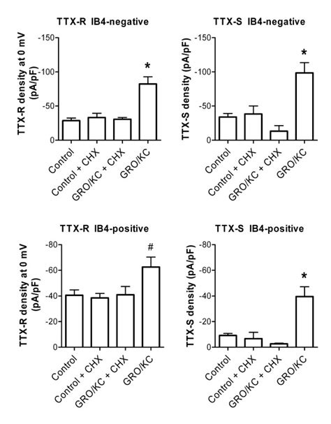Effect Of The Protein Synthesis Inhibitor Cycloheximide Chx On