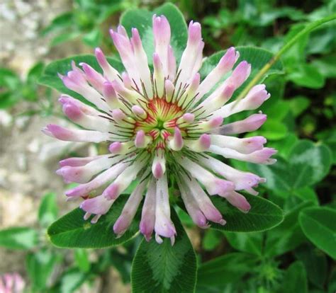 Trifolium Medium L Zigzag Clover