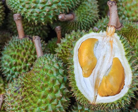 Маленький колючий фрукт 34 фото