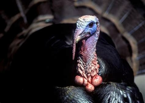 Turkey Hunting Tips Zero In On Silent Gobblers Turkey Hunting