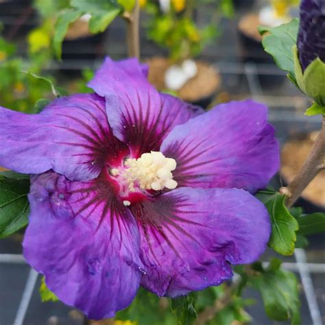 Hibiscus Syriacus ‘ultramarine‘ Minultra Mauve En Arbre