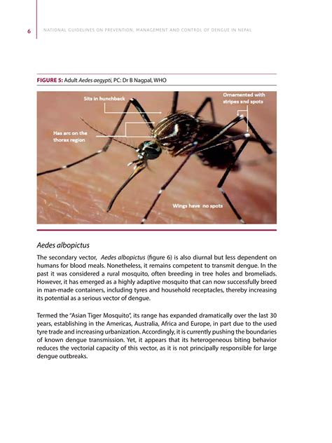 Dengue Guidelines Pdf Infectious Diseases Diseases And Conditions