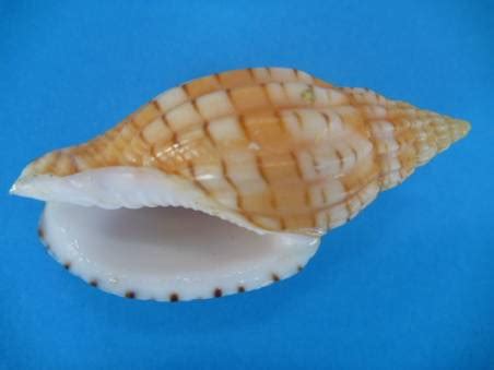 Shellauction Net Lyria Tulearensis 3492355