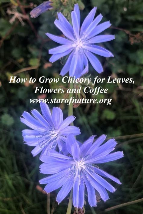Growing Chicory For Leaves Flowers And Coffee Chicory Uses What Is