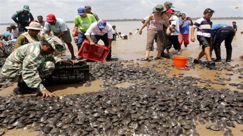 Venezuela libera 20 000 tortugas arrau en Amazonas para la conservación