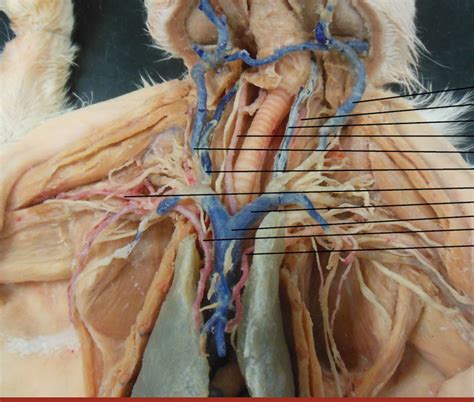 Fetal Disection 3 Diagram Quizlet