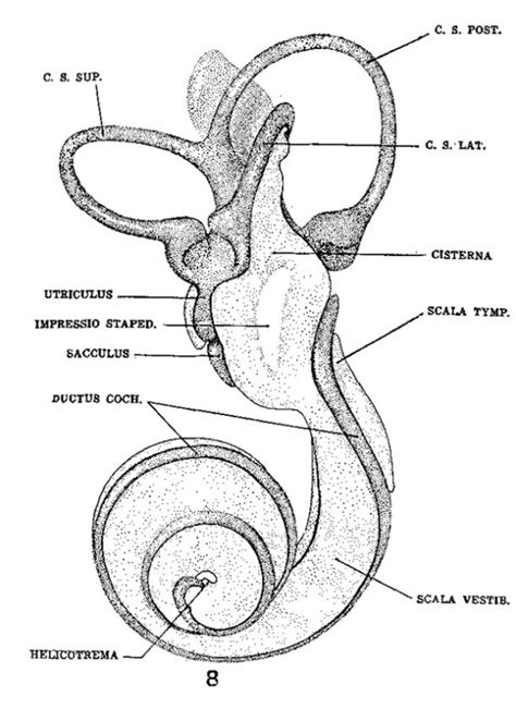 Paper The Development Of The Scala Tympani Scala Vestibuli And Perioticular Cistern In The