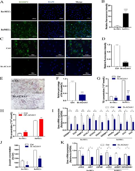 Acaa1 Regulated Lipogenesis And Triglyceride And β Casein Synthesis