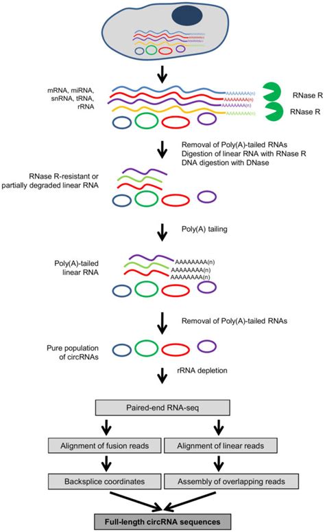 Rpad High Purity Isolation Of Circular Rna Rna Seq Blog