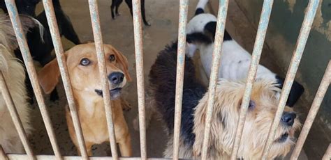 Departamento De Defesa Animal Recolhe Mais De 100 Animais Nos Primeiros