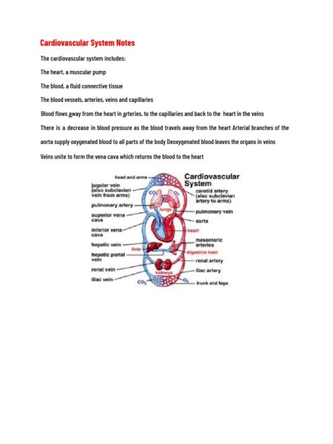 Cardiovascular System Notes Pdf Heart Artery