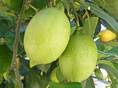 limoni | guckma | Flickr