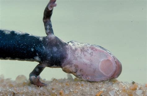 Fourche Mountain Salamander Encyclopedia Of Arkansas