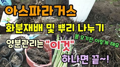 아스파라거스종근 뿌리 나누기와 화분 만들기 아스파라거스 양분관리 이것 양액 하나면 쉽습니다 아스파라거스화분재배방법 아스파라거스