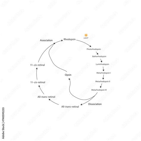 Diagram Showing Stages Of The Visual Cycle Rhodopsin Excitation Transition From Photo