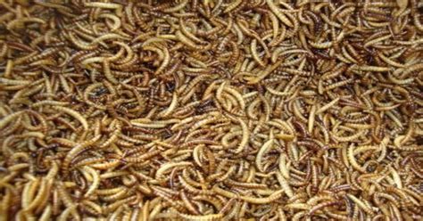 Cách Nuôi Sâu Gạo Làm Thức ăn Cho Chim Cảnh Kỹ Thuật Nuôi Trồng