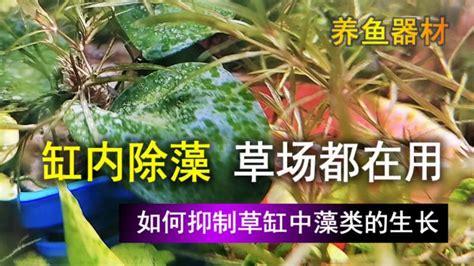 去除鱼缸藻类草场都在用一定按照比例添加 宠物 宠物用品 好看视频