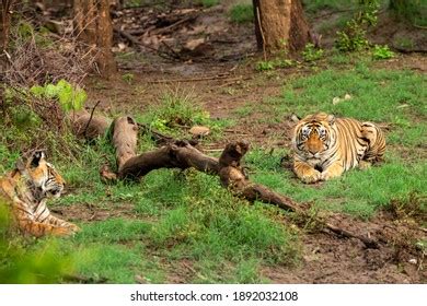 Tigers Mating Images Stock Photos D Objects Vectors Shutterstock