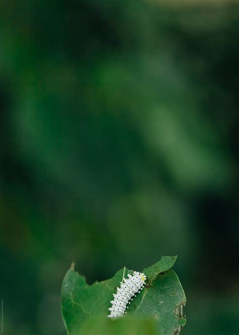 Samia Caterpillar On Nibbled Leaf With Lot Of Green Empty Space By