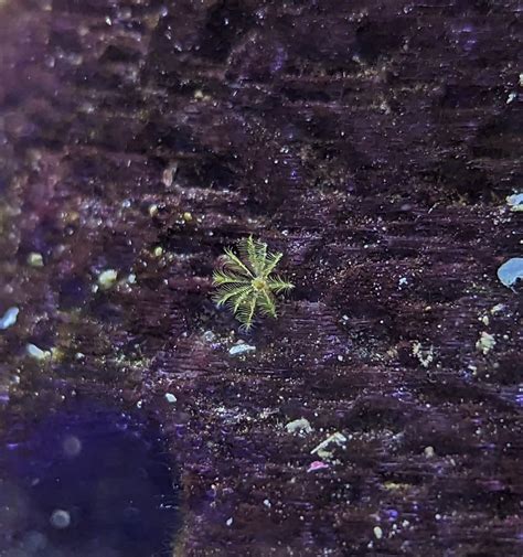 3d Printed Live Rock Reef2reef