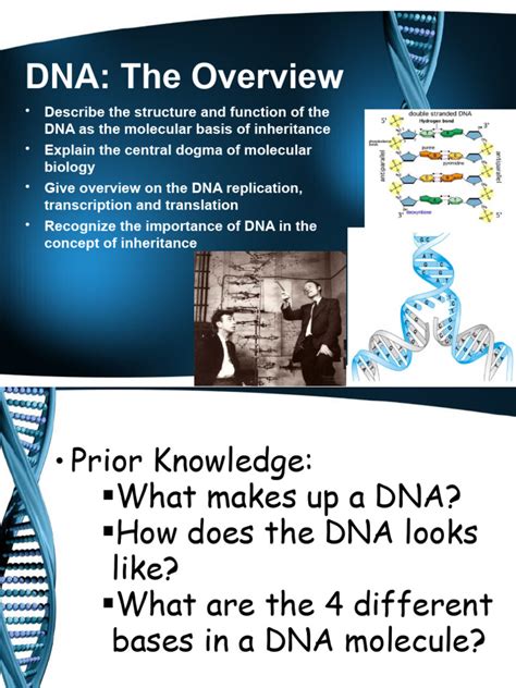 Dna Overview Central Dogma Pdf Translation Biology Messenger Rna