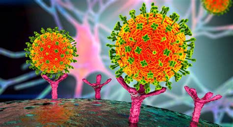 Nipah Virus Treatment Everything You Need To Know