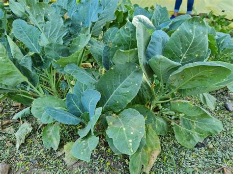 Chaco Denuncian Una Masiva Intoxicación Con Agroquímicos