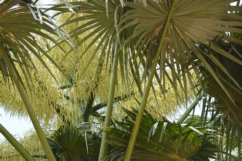 The Largest Inflorescence Found In The World