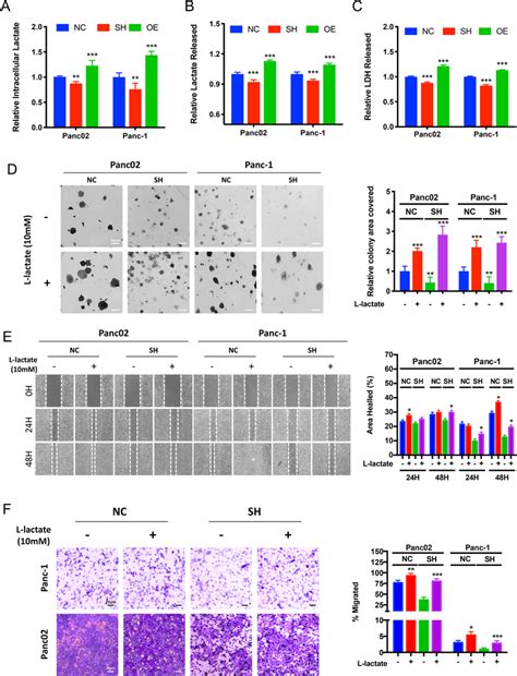 Promoting LDHA Enzymatic Activity Enhances Proliferation Migration And Download Scientific